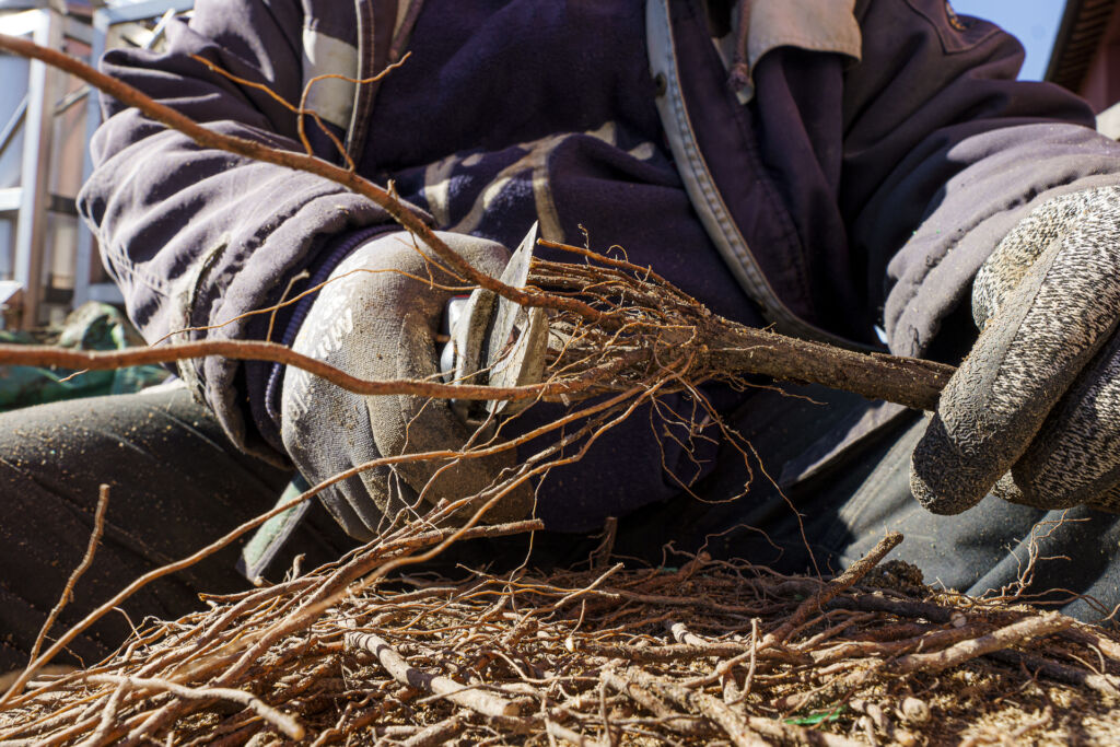 The planting of grafted vines | Tenute Folonari