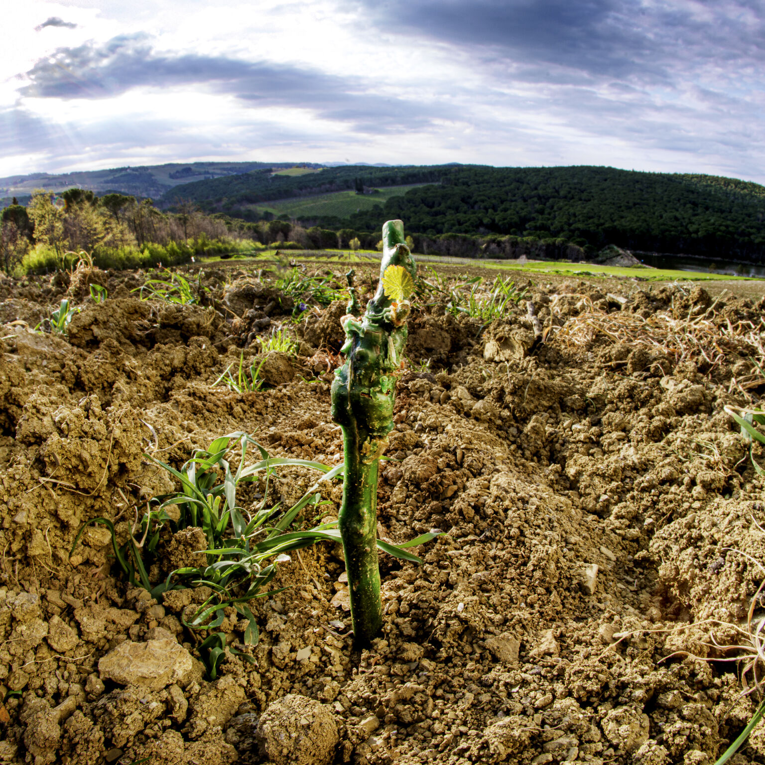 The planting of grafted vines | Tenute Folonari